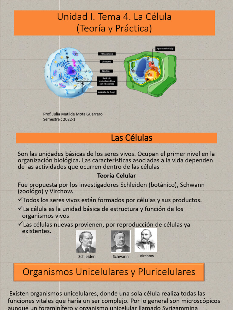 Celula Completa (Teoría y Practica) Ok para Presentar | PDF | Biología ...
