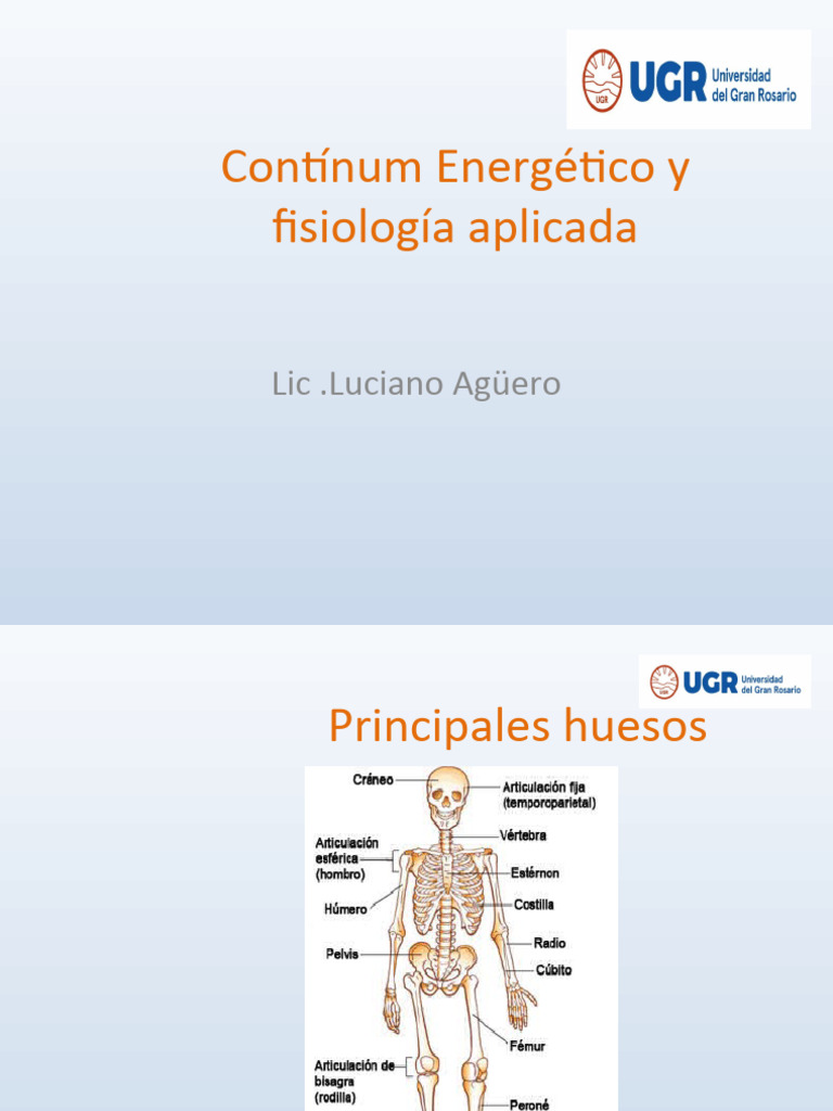 Continum Energ y Fisiol 3 | PDF | Músculo | Anatomía