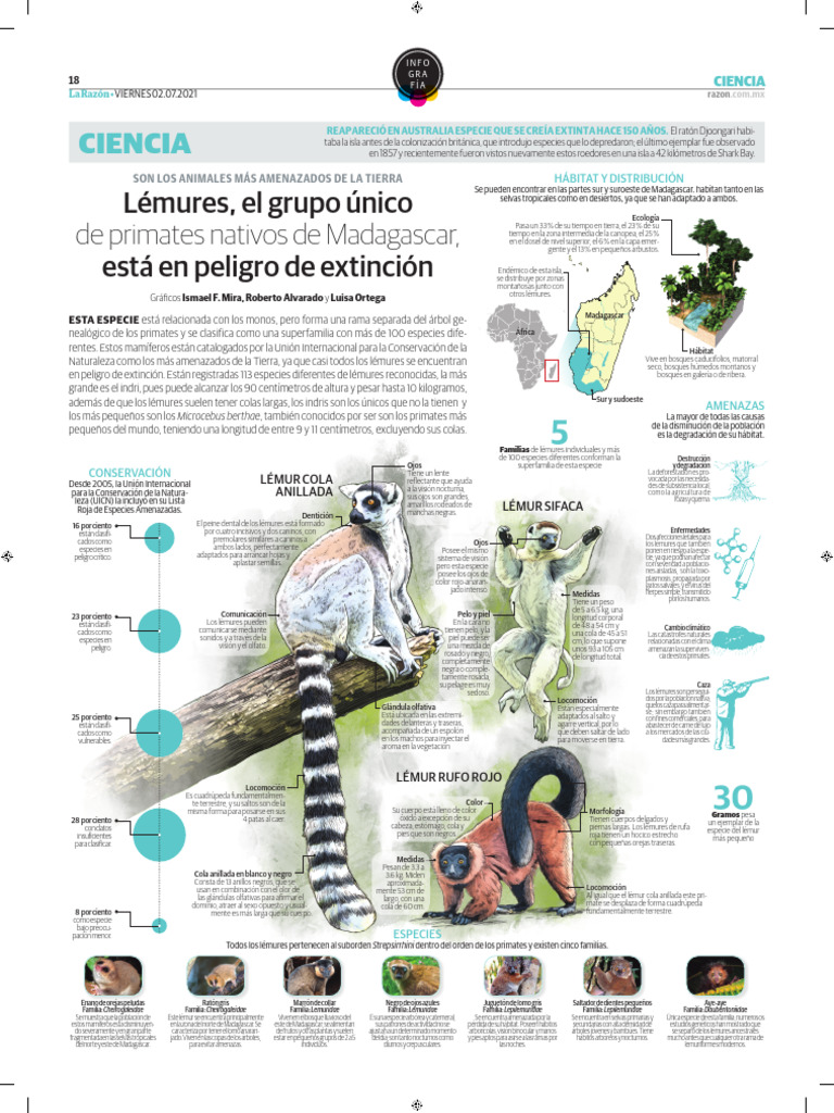 Lémur | PDF | Zoología