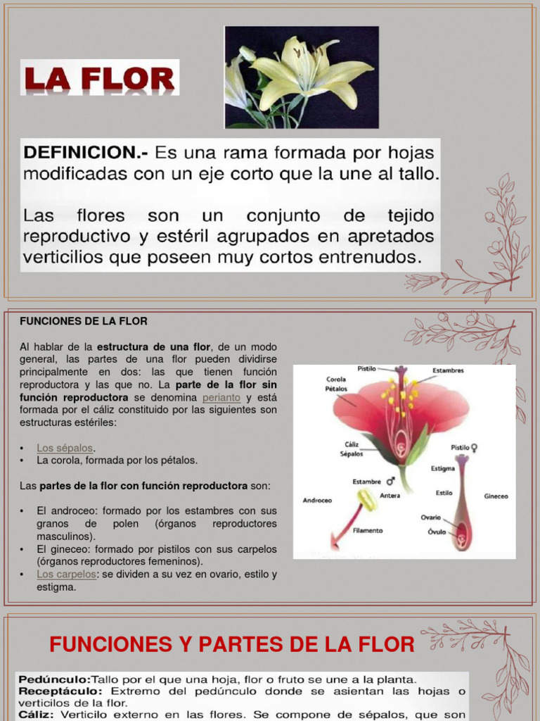 Flor (1) . | PDF | Flores | Reproducción de plantas
