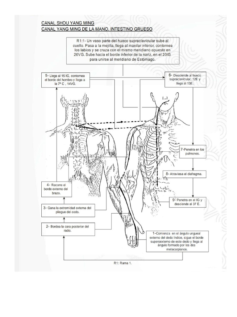 2 CANAL Ig | PDF | Codo | Hombro