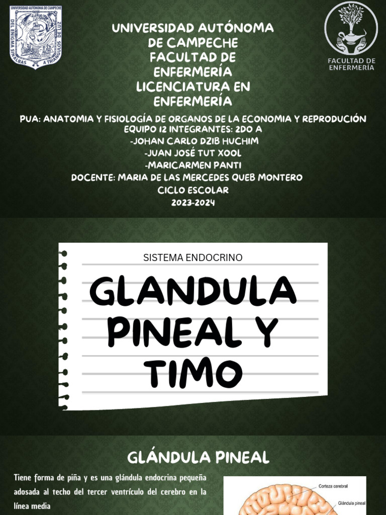 Glandula Pineal y Timo | PDF | Célula T | Timo