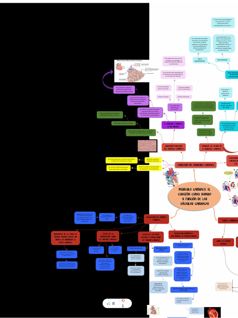 Tema 9 Guyton Mapa | PDF | Corazón | Músculo