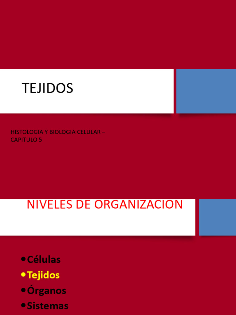 Clase 3 Tejidos | PDF | Epitelio | Músculo