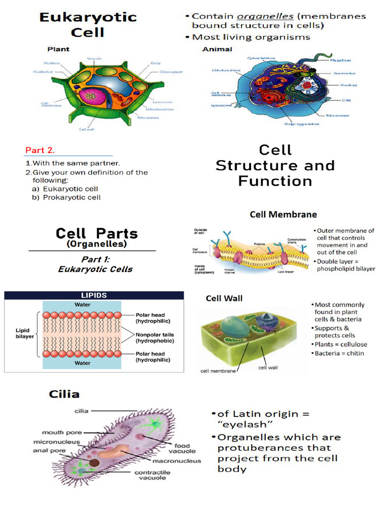 Cell Structure | PDF