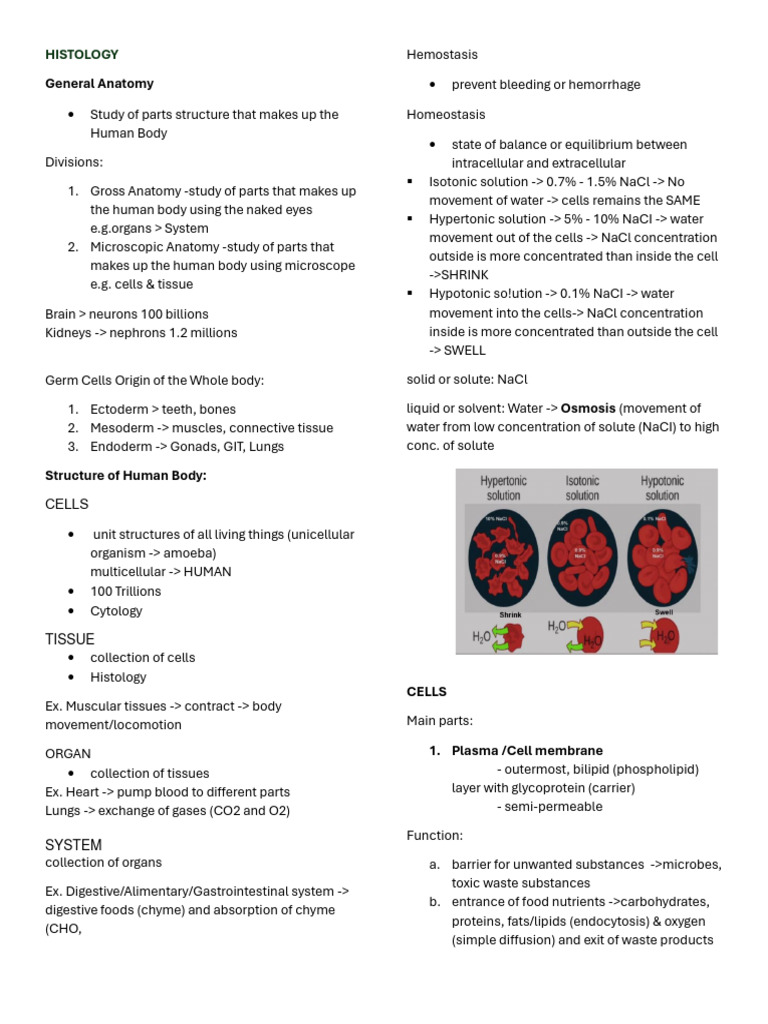 Histology Notes Prelims | PDF | Epithelium | Tissue (Biology)