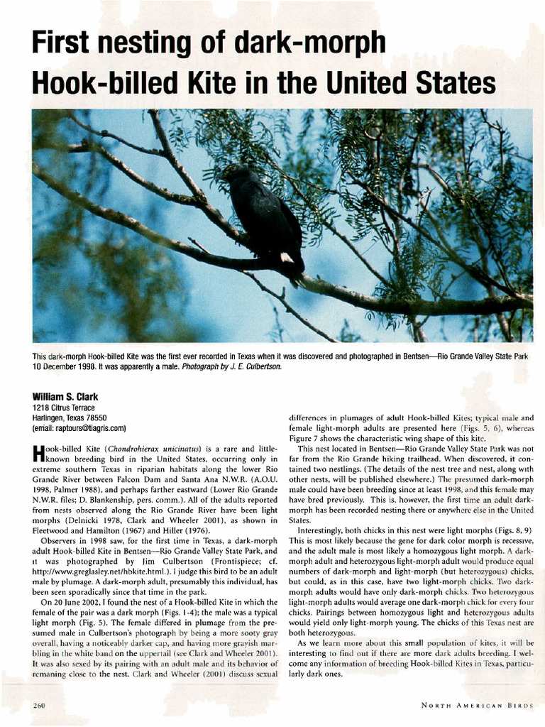 First Nesting of Dark-Morph: Hook-Billed Kite in The United States ...