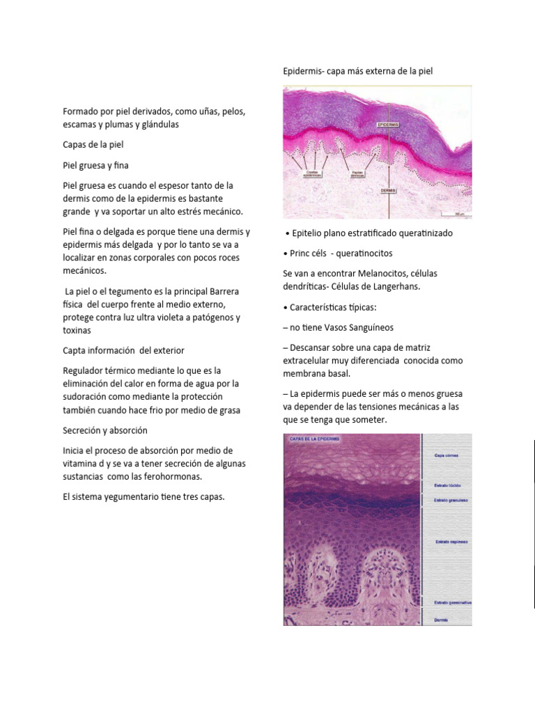 Sistema Tegumentario | Descargar gratis PDF | Piel | Sistema tegumentario