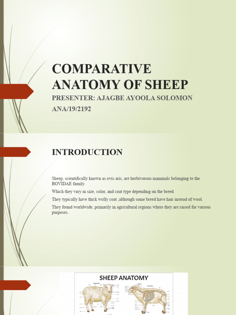 Comparative Anatomy of Sheep | PDF | Sheep | Anatomy