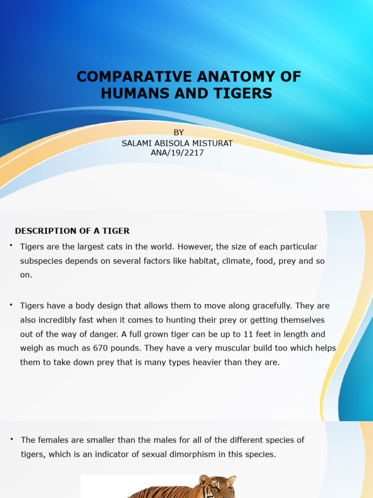 Comparative Anatomy of Humans and Tigers | Download Free PDF | Human ...