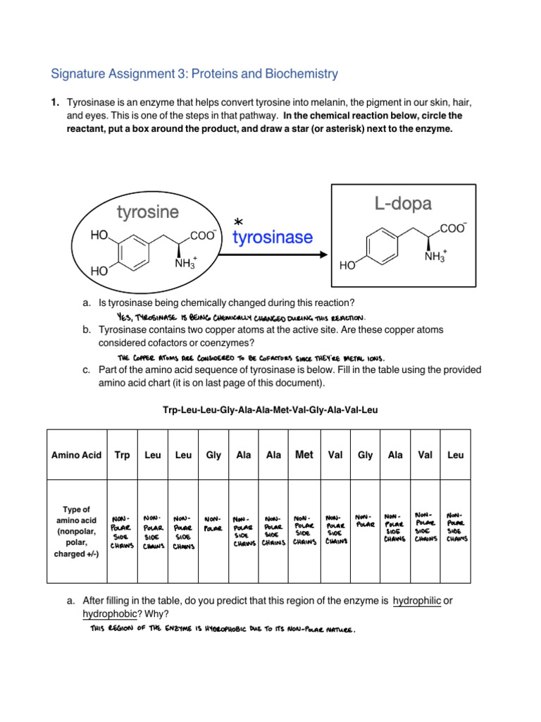 Signature Assignment 3 Enzymes 1 | PDF