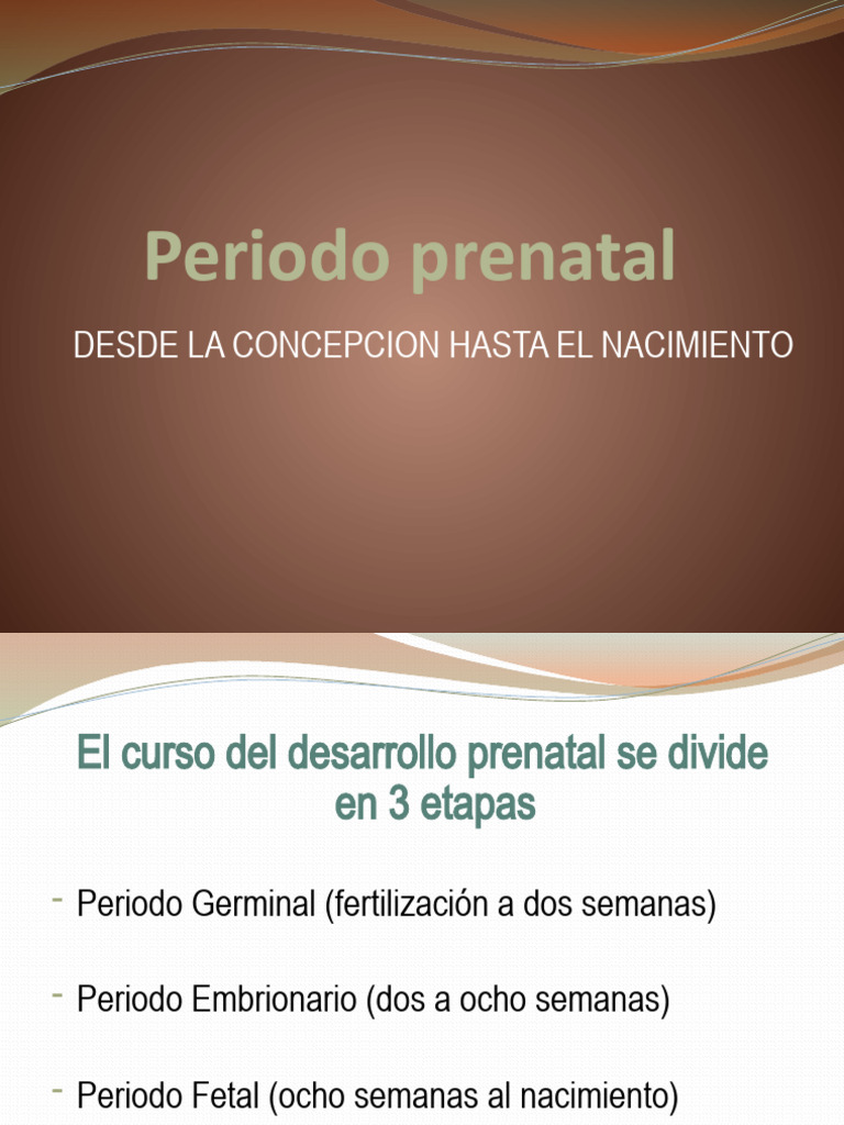 Periodo Prenatal Listo | PDF | El embarazo | Feto