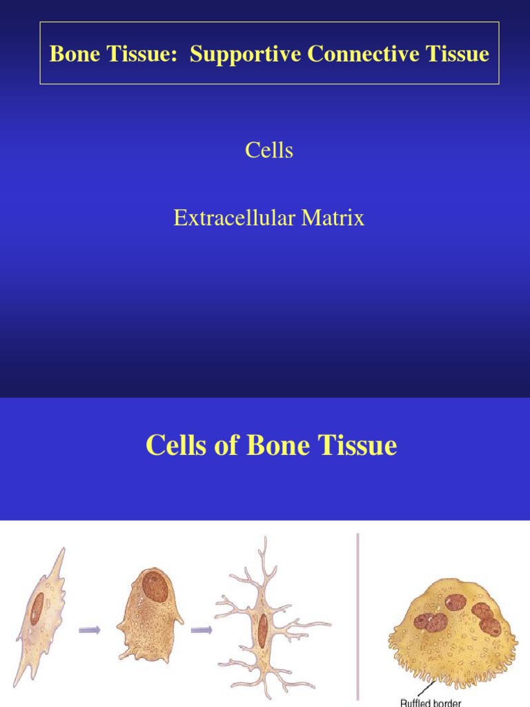 Bone Tissue Structure and Formation | PDF | Wellness
