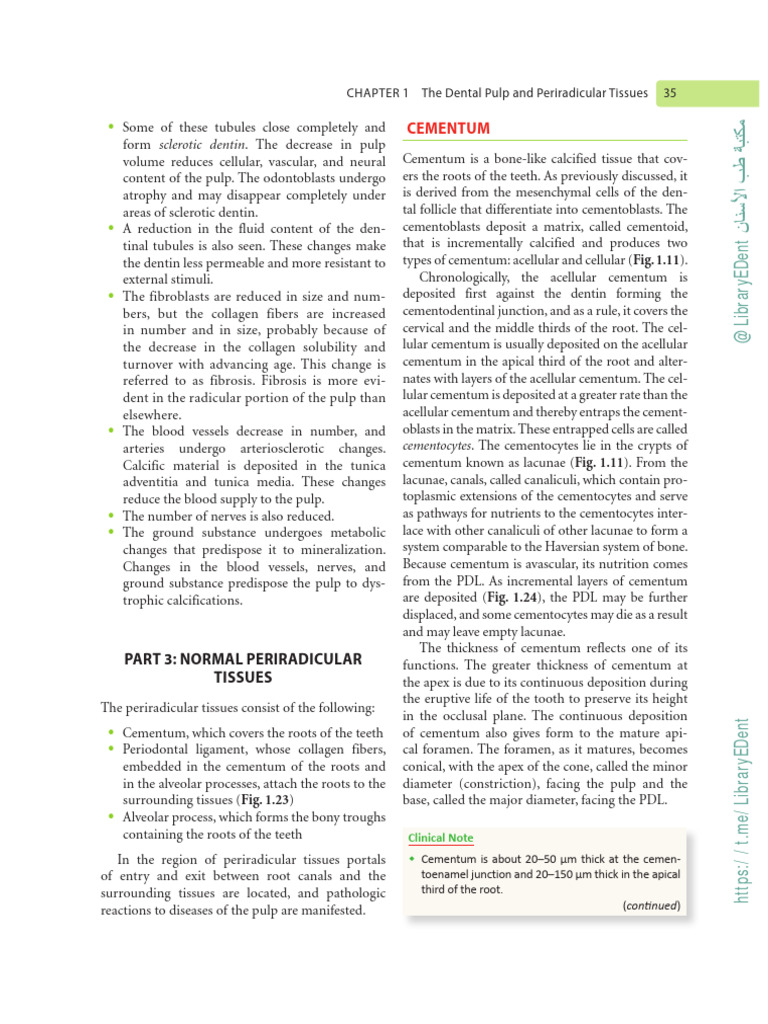 Grossman's Endodontic Practice 13 Ed-59-66 | PDF | Human Tooth | Bone