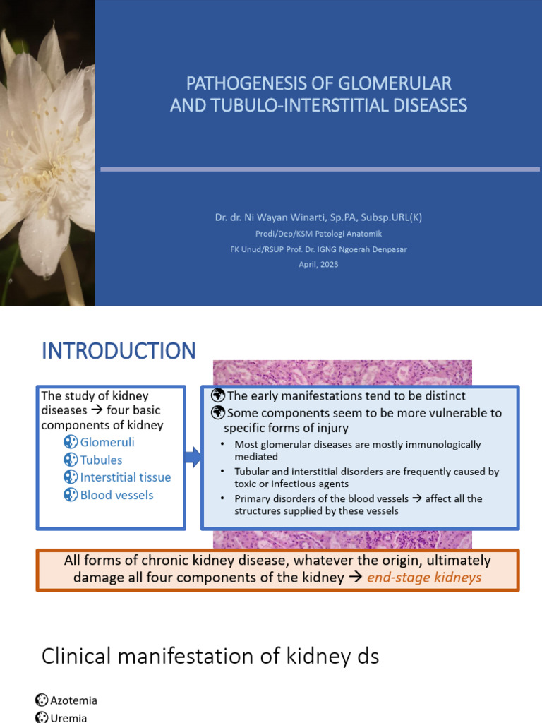 Lecture 4. Pathology Anatomy of Urinary System | PDF | Kidney | Urology