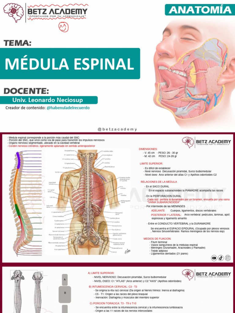 Anatomía y Funciones de la Médula Espinal | PDF | Médula espinal ...