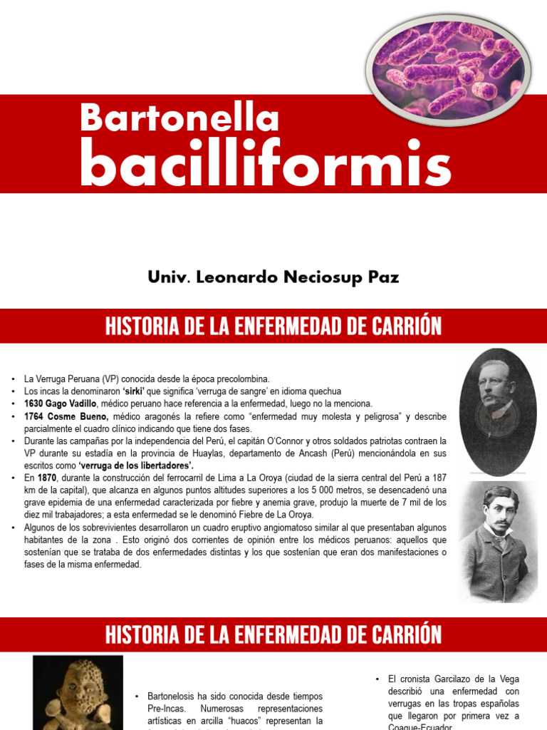 BARTONELLA | PDF | Especialidades Medicas | Medicina CLINICA