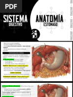 Omentos Mayor y Menor - Anatomía, Ubicación y Función - Kenhub | PDF ...