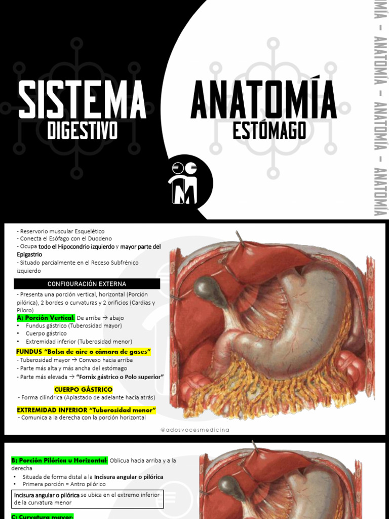 Anatomía del Estómago y sus Estructuras | PDF | Estómago | Morfología ...