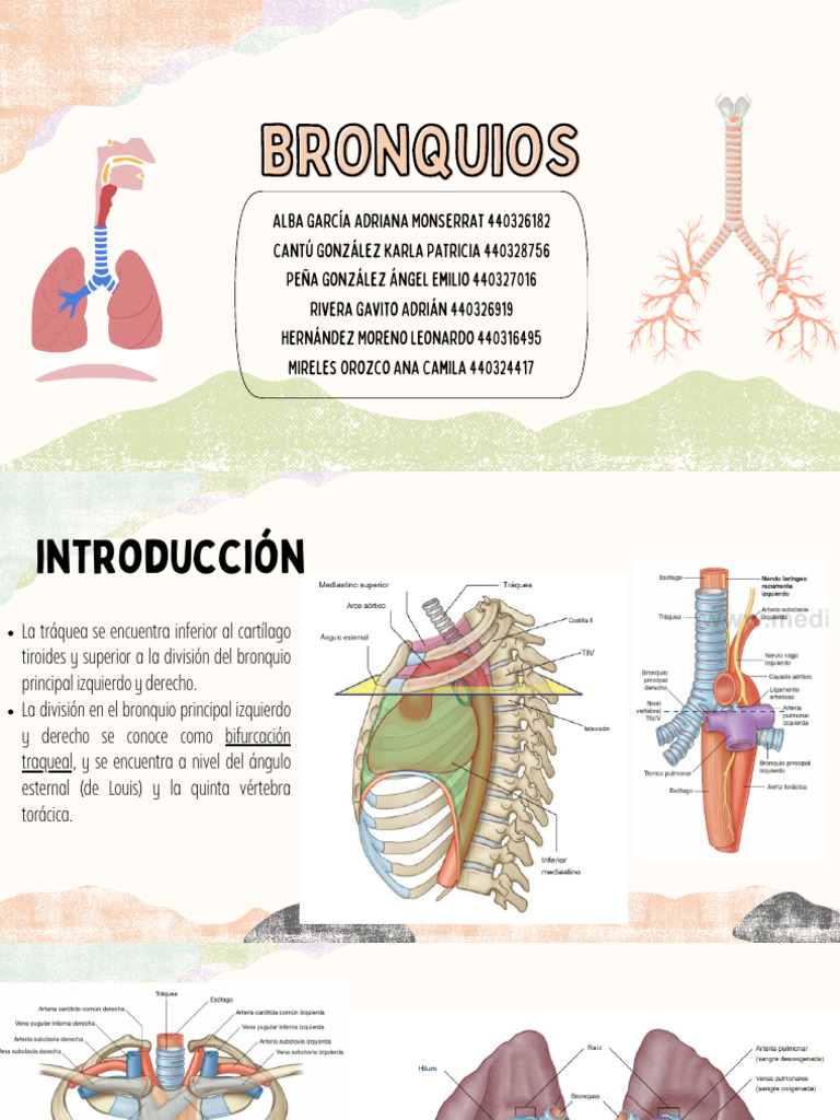 Anatomía de los Bronquios y Tráquea | PDF | Arte | Religión y ...