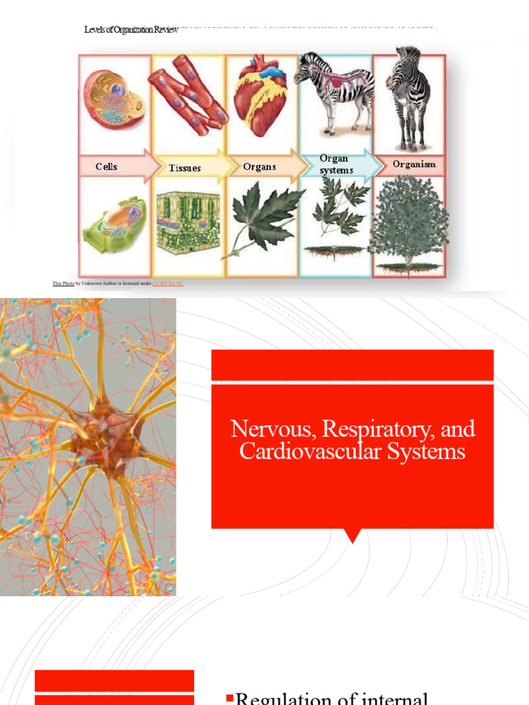 Review of Nervous, Respiratory, and Cardiovascular Systems | PDF | Neuron | Central Nervous System
