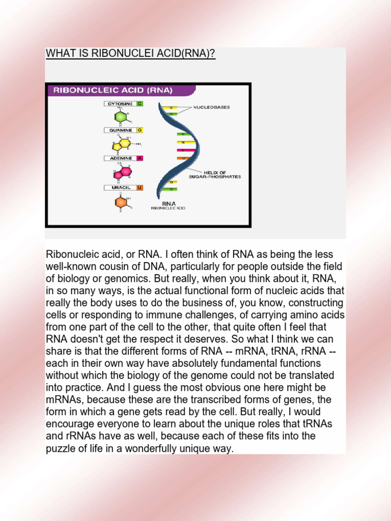 RNA | PDF | Rna | Messenger Rna RNA | PDF | Rna | Messenger Rna