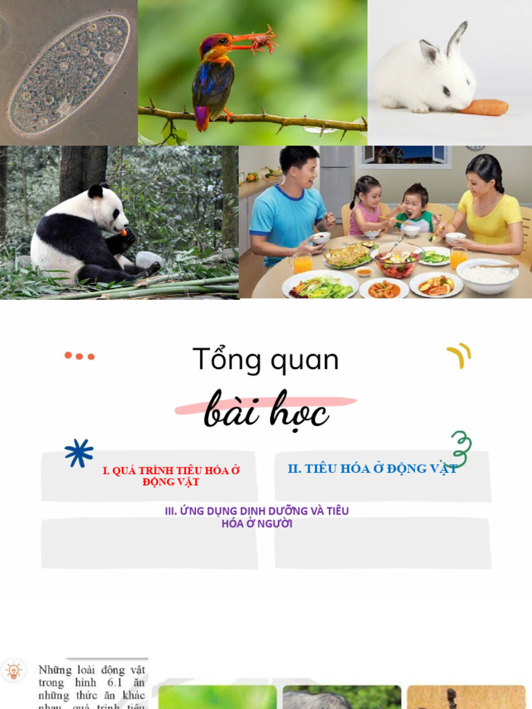 Bai 6 Dinh Duong Va Tieu Hoa o Dong Vat | PDF