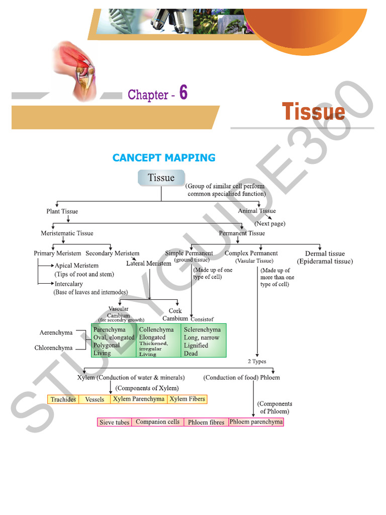 Class 9 Science Notes Chapter 6 Studyguide360 | PDF