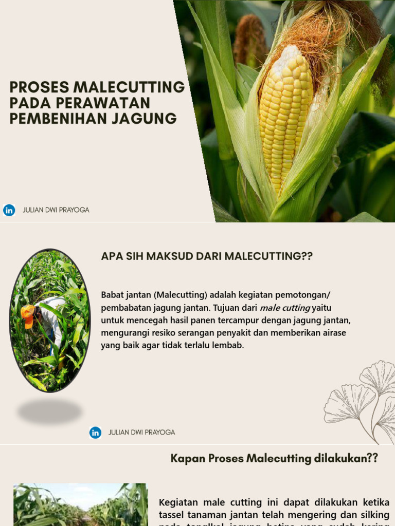 Proses Malecutting Pada Tanaman Jagung | PDF