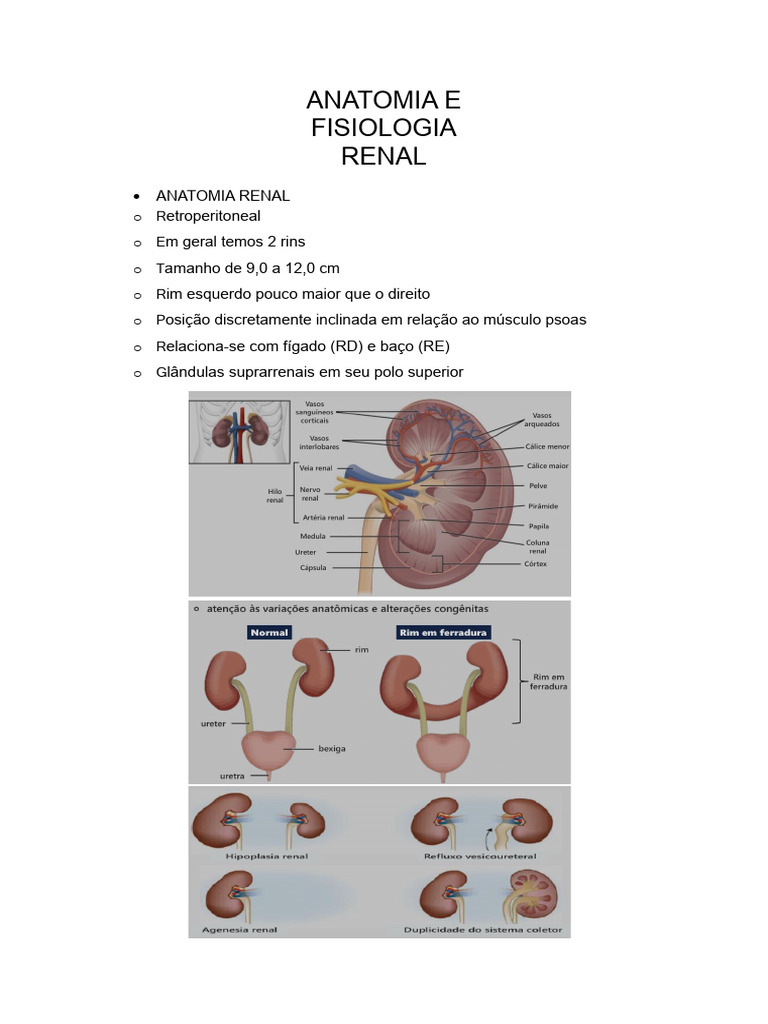 Anatomia e Fisiologia Renal Detalhada | PDF | Rim | Abdômen