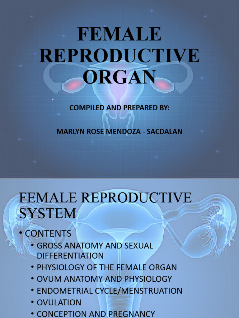 Overview of Female Reproductive Anatomy | PDF | Menstrual Cycle | Labia