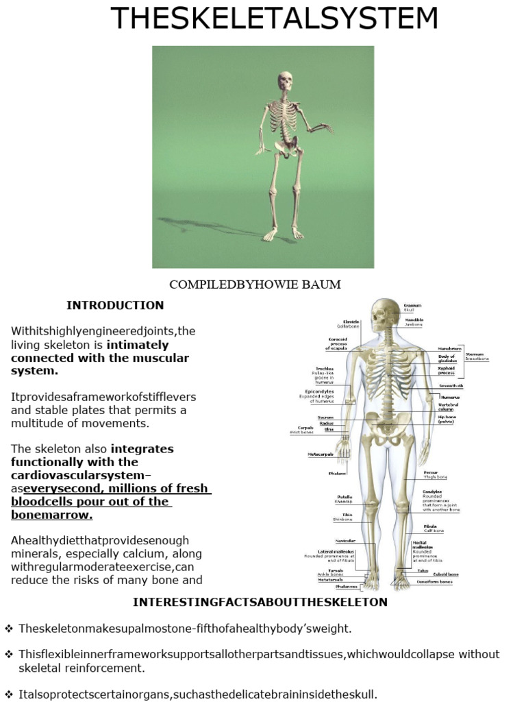 The Skeletal System | Download Free PDF | Skeleton | Vertebral Column