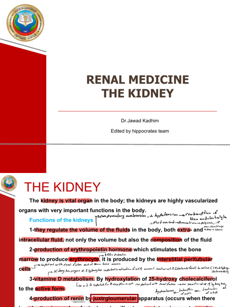 L6 - The Kidney | PDF | Kidney Disease | Organ (Anatomy)