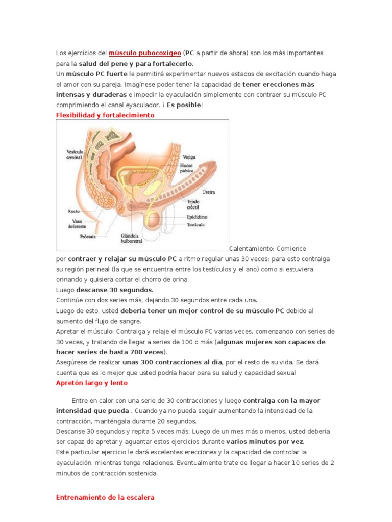Los Ejercicios Pubocoxigeos | PDF | Músculo | Eyaculación