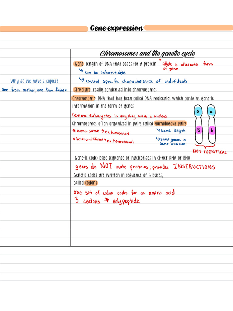 L1 Gene Expression | PDF | Gene | Dna