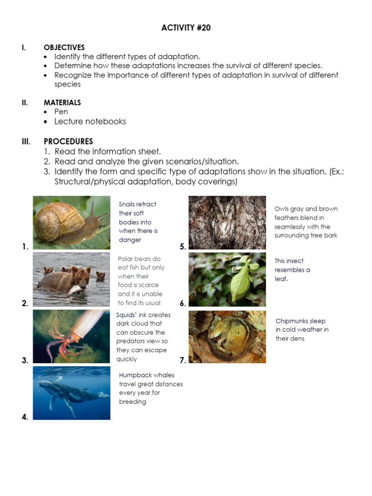 Activity Sheet 20 | PDF