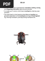 ENT-501 Biting and Chewing Type Insect Mouth Parts | PDF | Insects ...