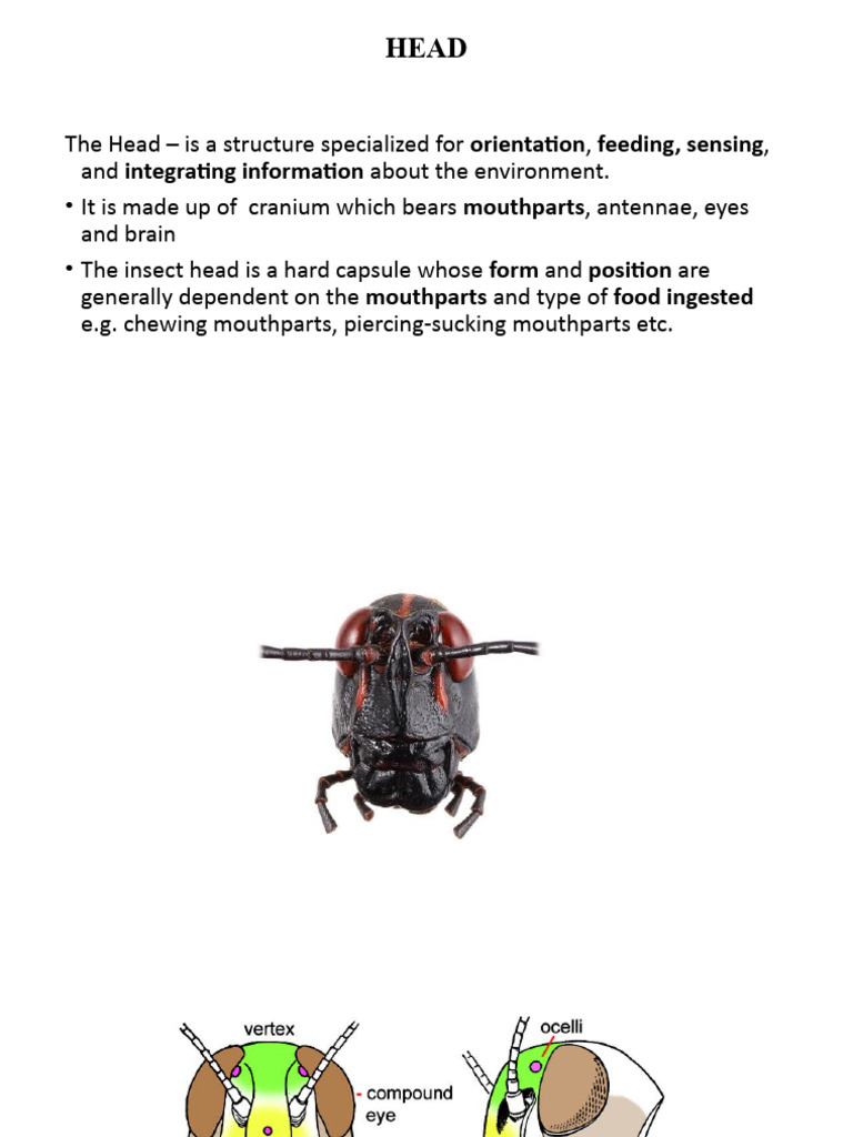 Head and Assocaited Structures - PPTX Notes | PDF | Fly | Arthropods