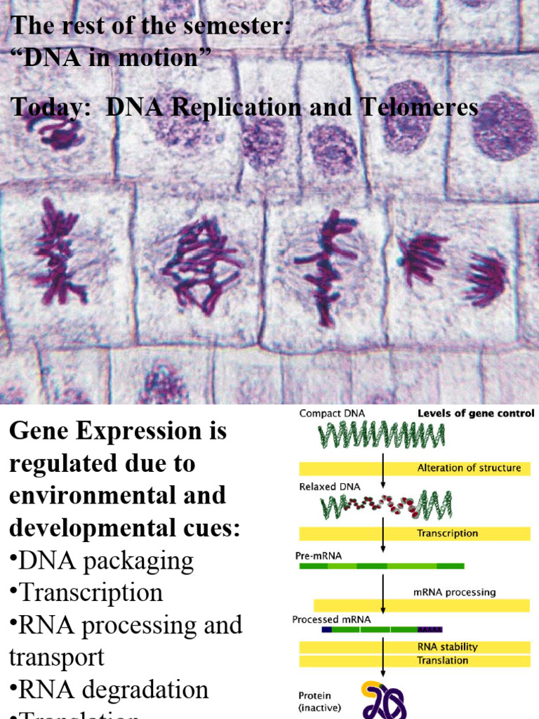 325uSp09DNAreplTelomere | PDF | Dna Replication | Dna
