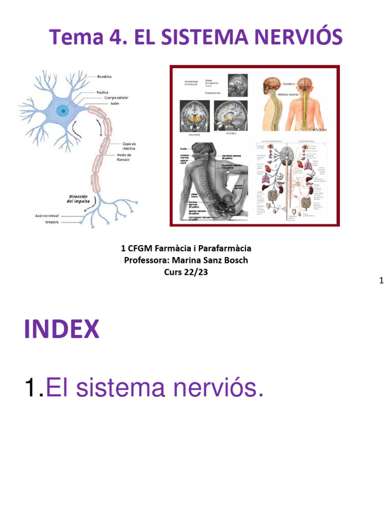 Tema 4 - El Sistema Nerviós | PDF