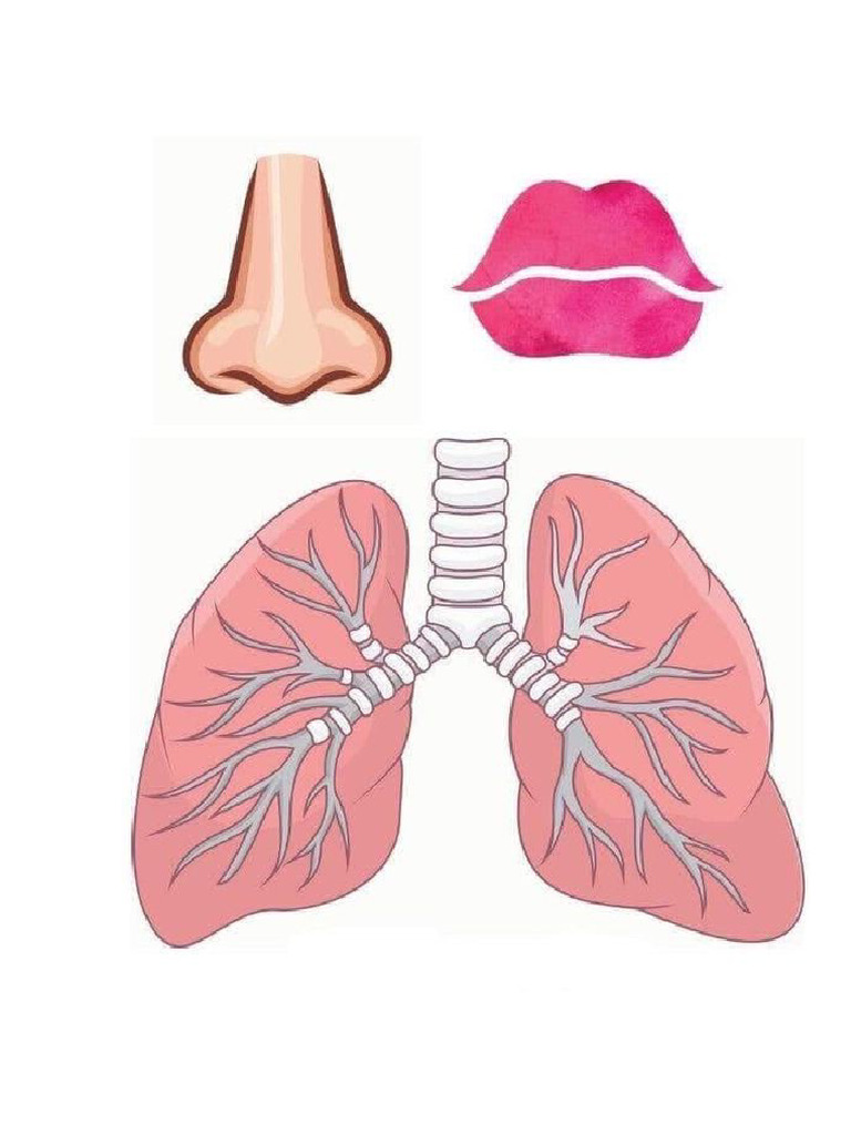 Sistema Respiratorio | PDF Sistema Respiratorio | PDF