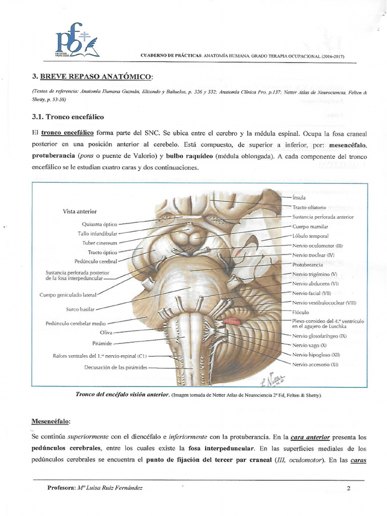 Tronco y Cerebelo | PDF
