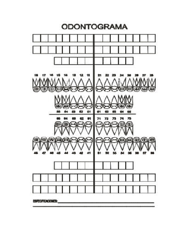 Hoja de Odontograma | PDF