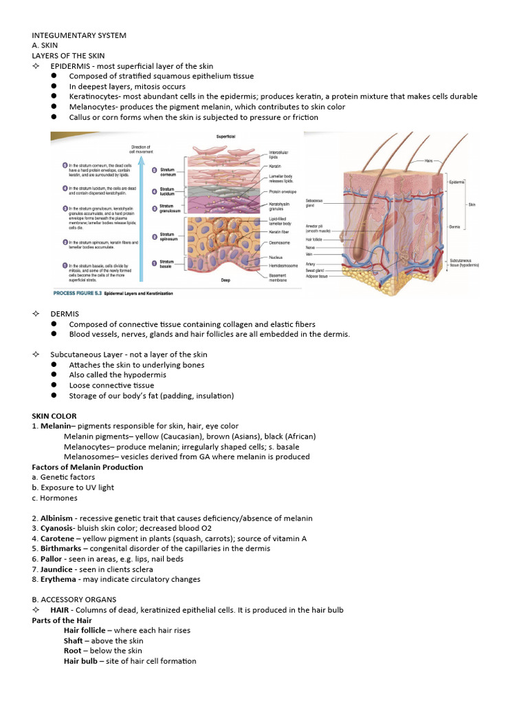 Integumentary and Skeletal Systems | PDF | Skin | Integumentary System
