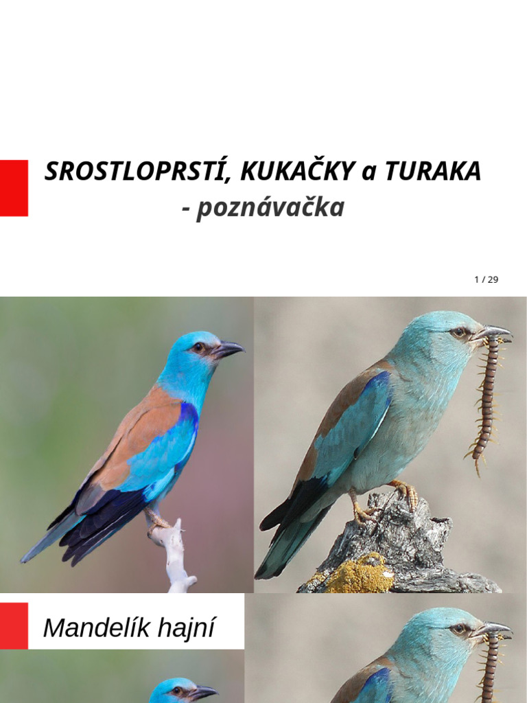 Poznávačka - Srostloprstí, Kukačky A Turaka | PDF