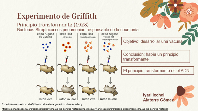 Experimento de Griffith | PDF