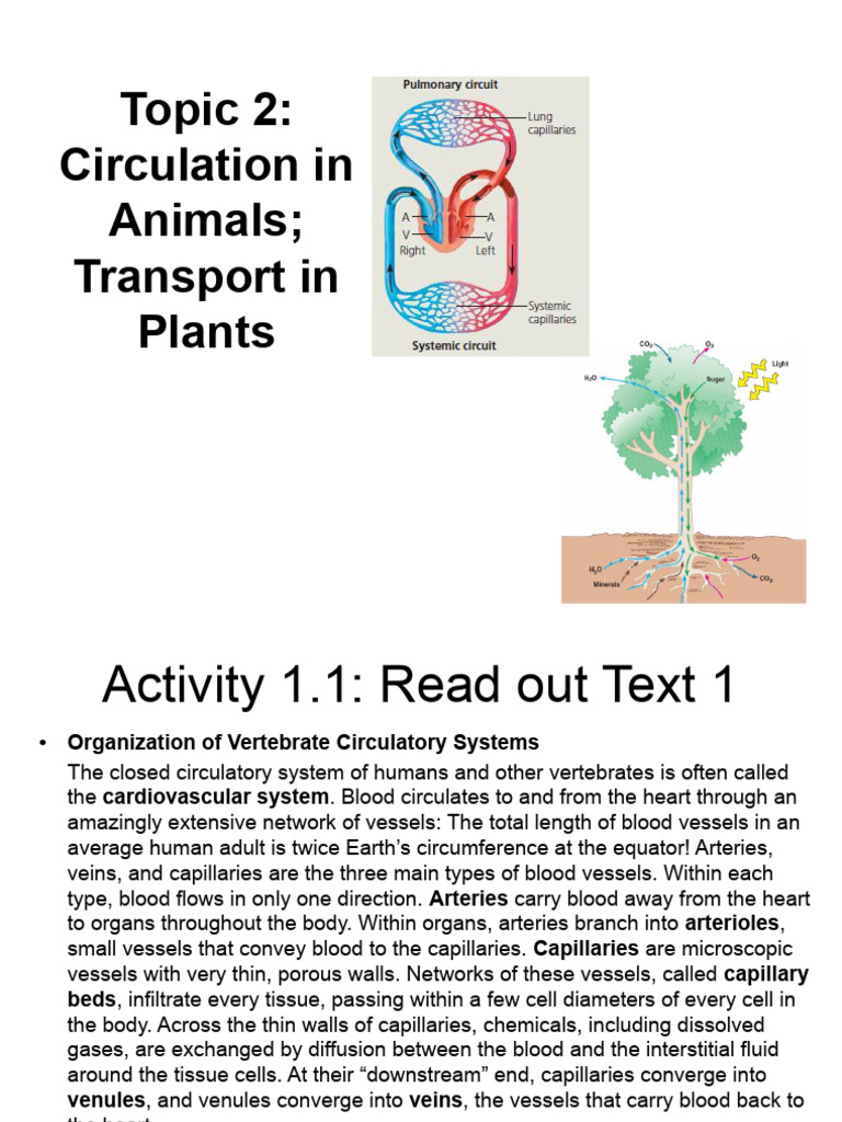 Circulation in Animals | PDF | Artery | Blood Vessel
