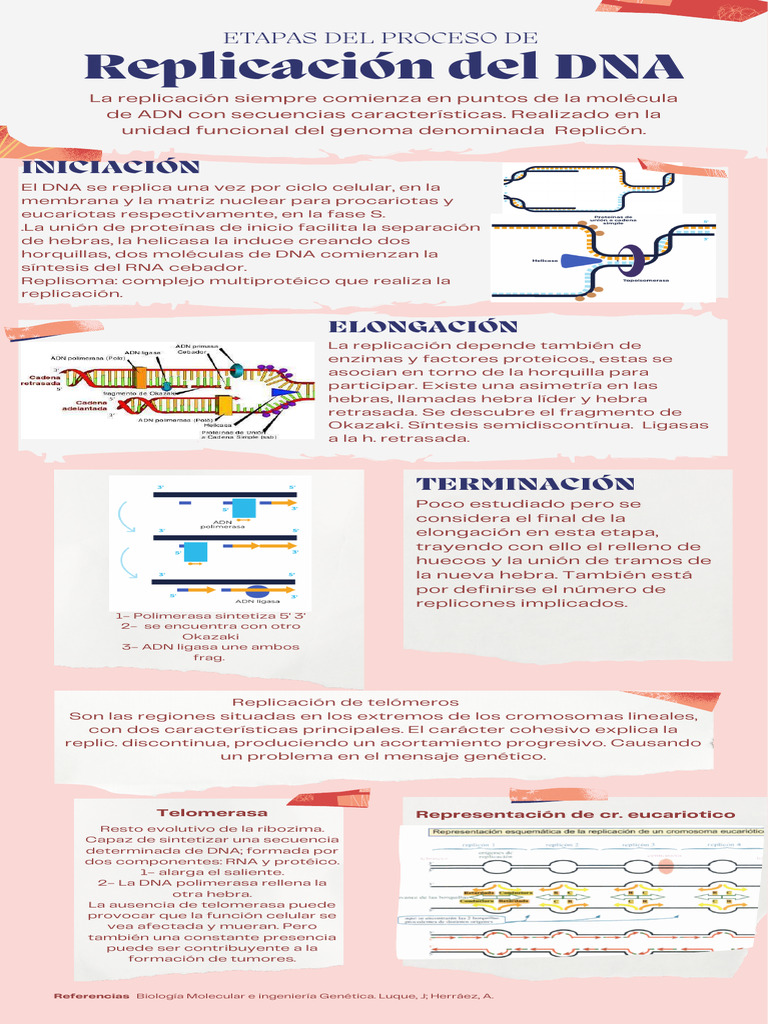 Infografía Replicación Del DNA. Iyari Ixchel Alatorre Gómez | PDF | Replicación De Adn | Adn