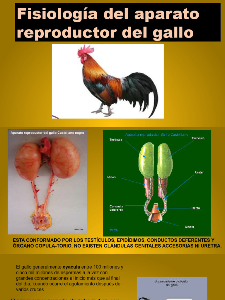 Anatomía De La Cabeza Del Gallo