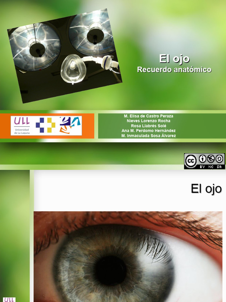 ojo | PDF | Ojo humano | Percepción visual